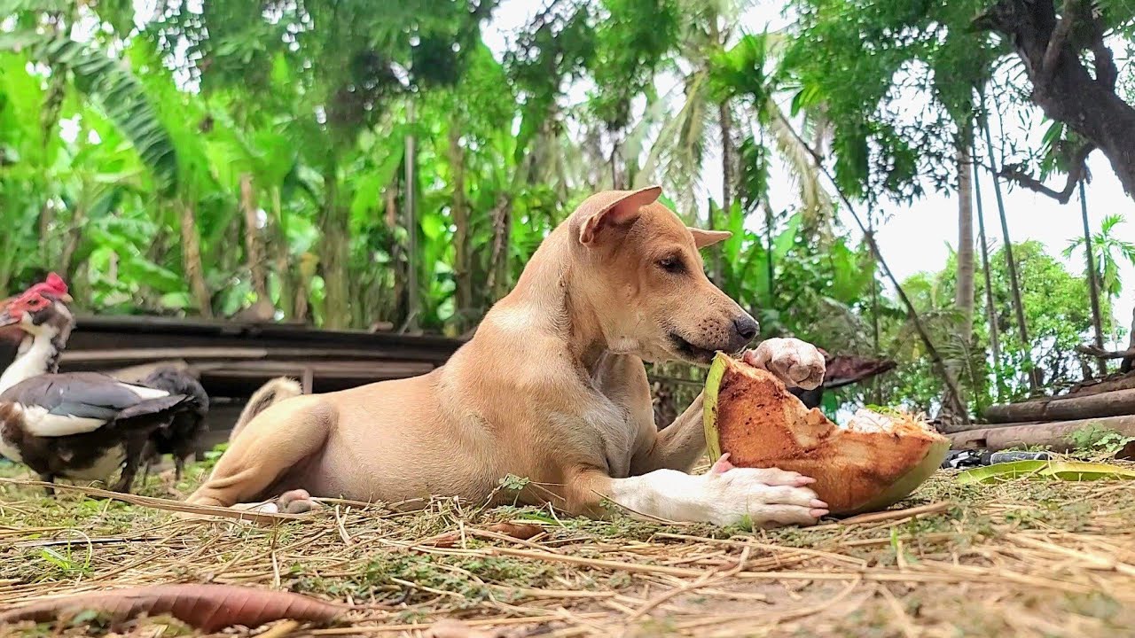 Duky dogs eating coconut and take care coconut #dogs #animals # ...