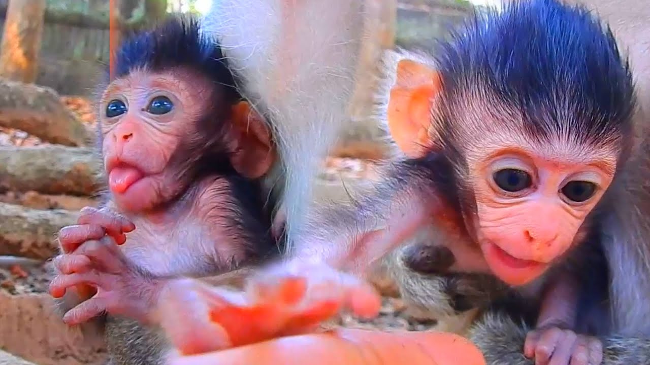 Oh God Never Seen The Most Adorable Tiny Baby's Face When Hungry ...