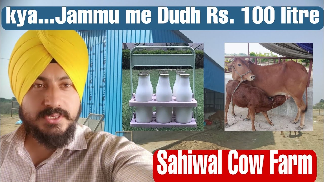 Sahiwal Cow Farm | Santosh Janak Dairy Farm - YouTube