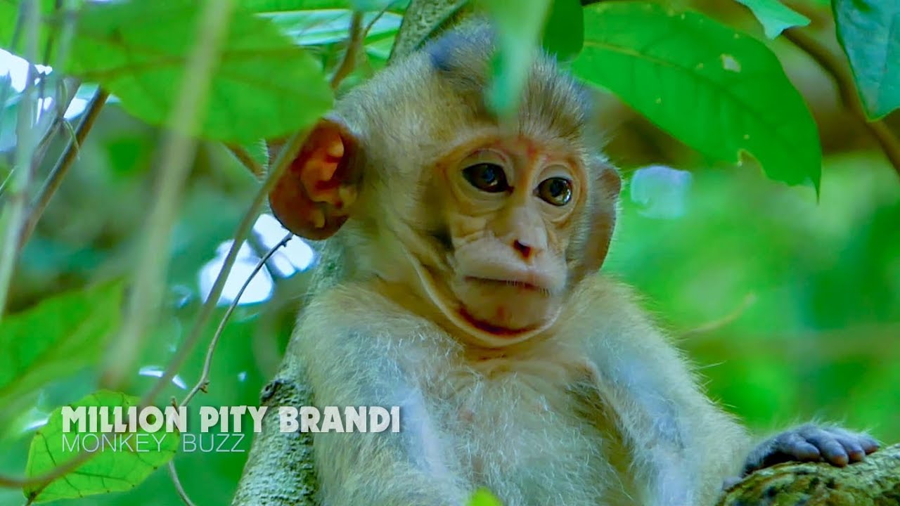 Million pity baby monkey Brandi really exhausted, Brandi injured his ...