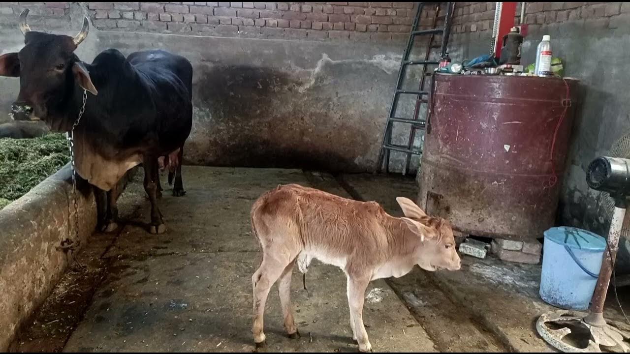 New born baby calf in my cow farm Name: AHALYA - YouTube