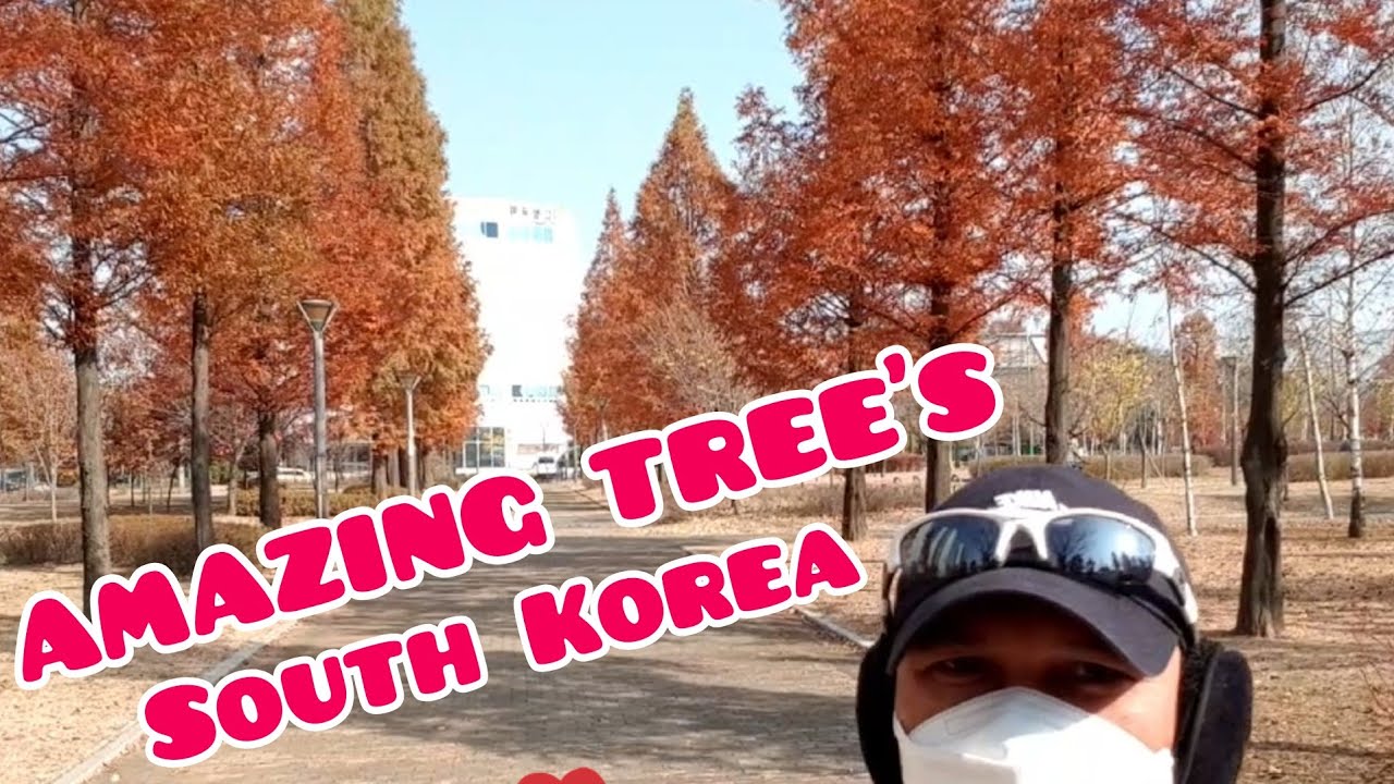 AMAZING TREE'S in SOUTH KOREA - YouTube
