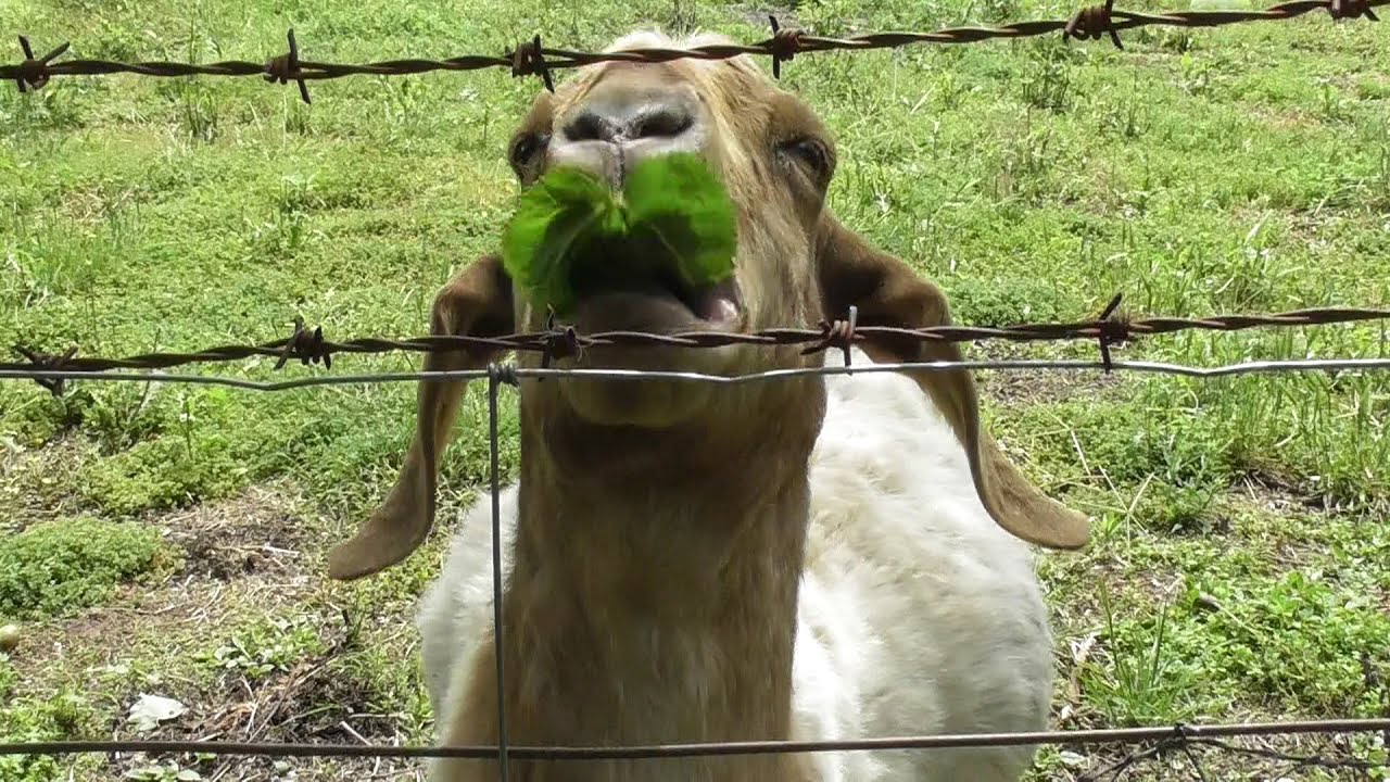 Goat Loves Mulberry Leaves 🌿🐐 - YouTube
