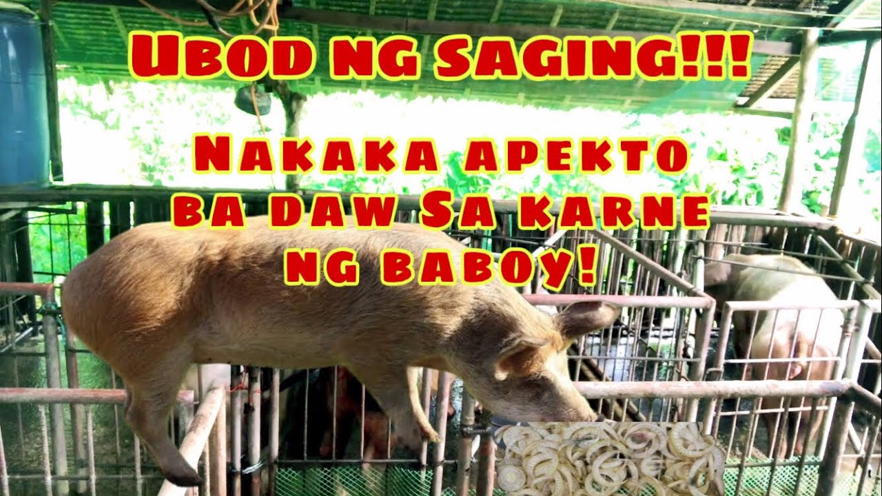 Nakaka apekto ba ang pagpapakain ng ubod ng saging sa karne ng baboy ...