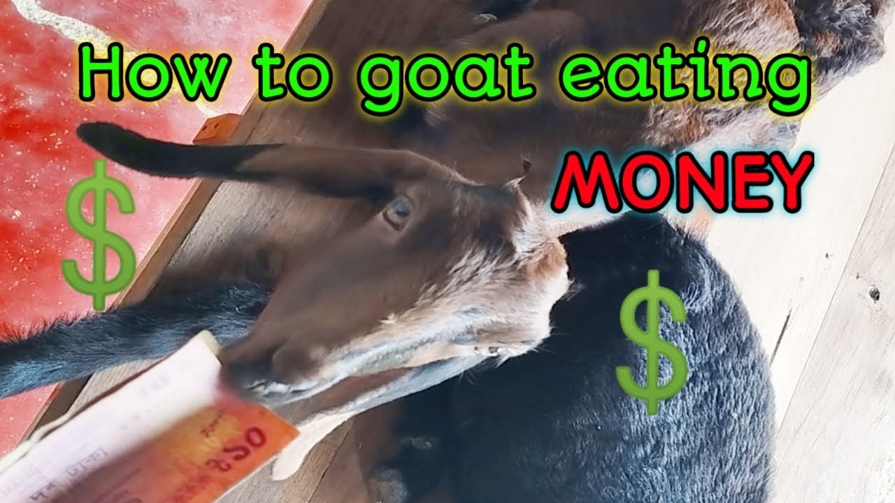 How to goat eating money | How to goats videos| How to goat eating ...