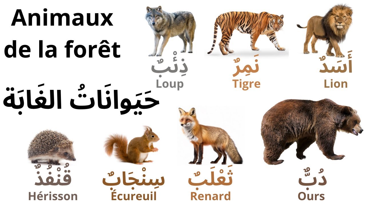 Animaux de la forêt en arabe 1. حَيَوانَاتُ الغَابَة - YouTube