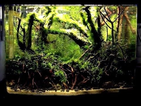 Nano Aquascape from the "The Art of the Planted Aquarium 2017 ...