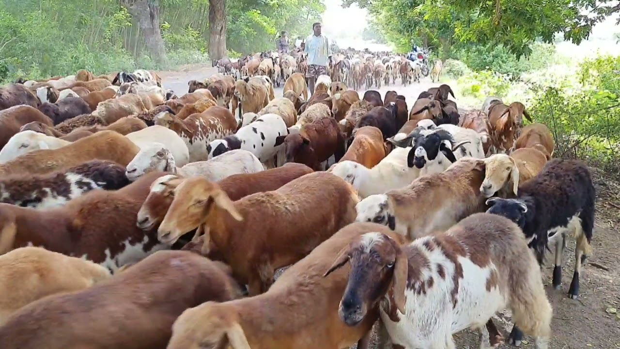 Village Sheep Video Compilation || Large Sheep Flock Waking On Roads ...