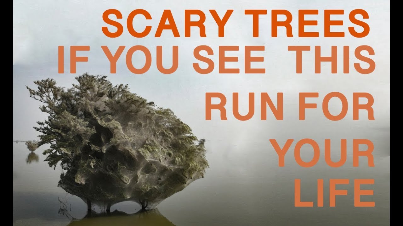 SCARY TREE - IF YOU SEE THIS, RUN FOR YOUR LIFE - YouTube