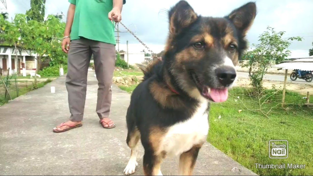 Naga Dog //Naga Dog in Assam // Naga Puppy - YouTube