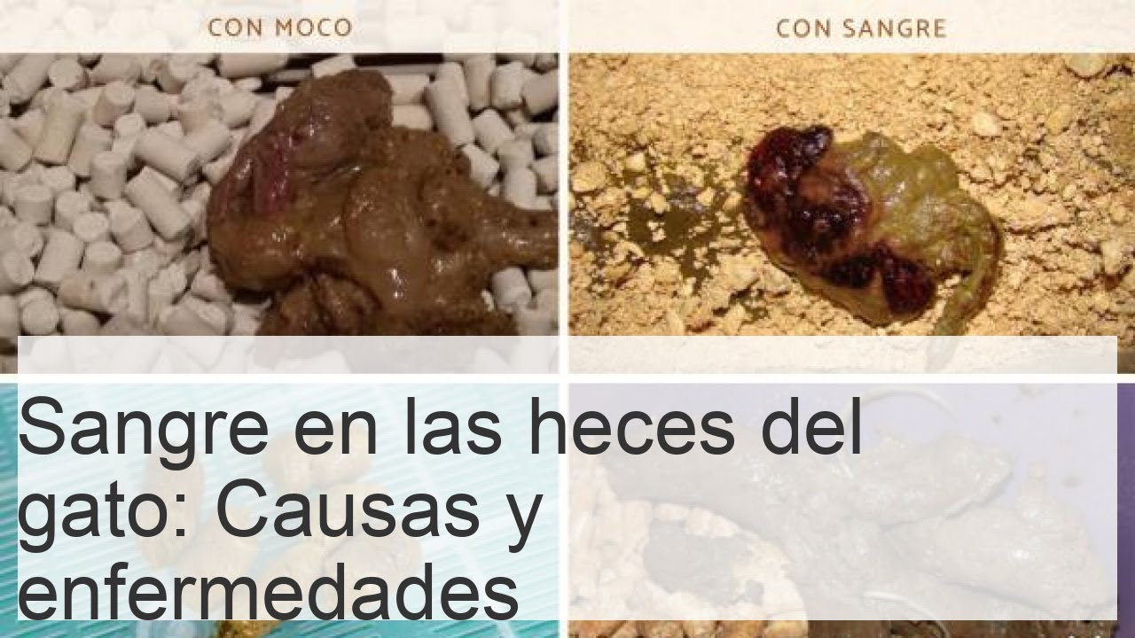 Sangre en las Heces del Gato - Causas y Qué Hacer - YouTube