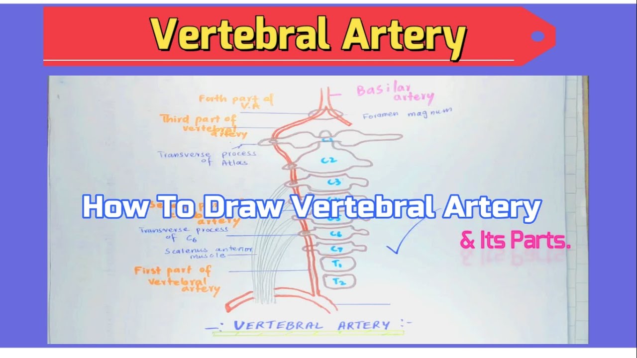 Vertebral Artery | How To Draw Vertebral Artery And Its Parts In A ...
