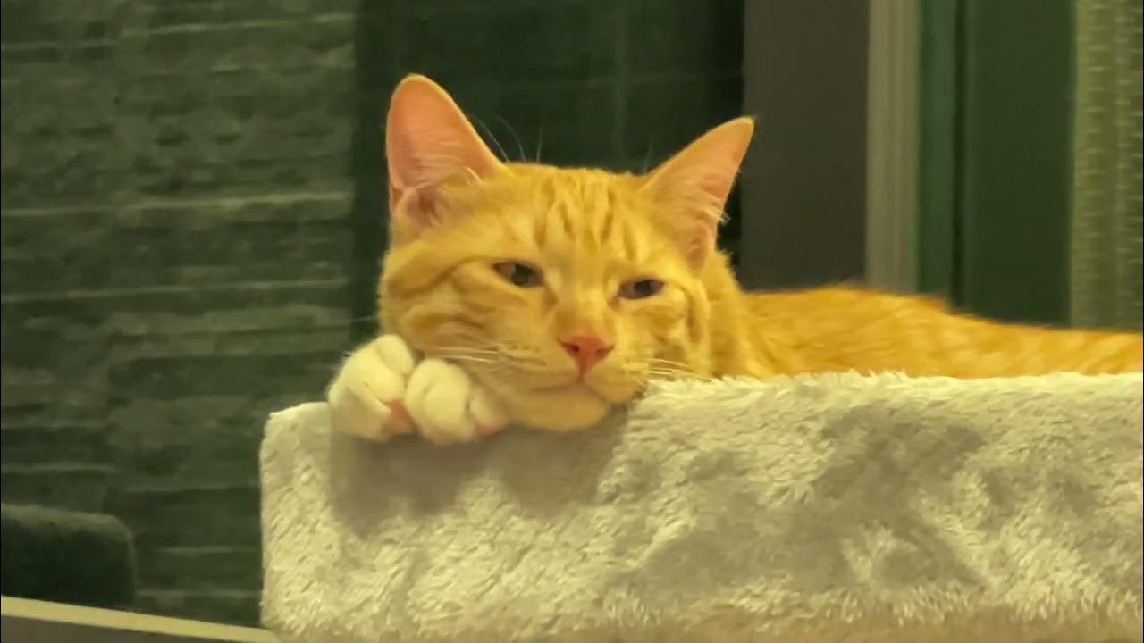 Cola the cat just being a cat - YouTube