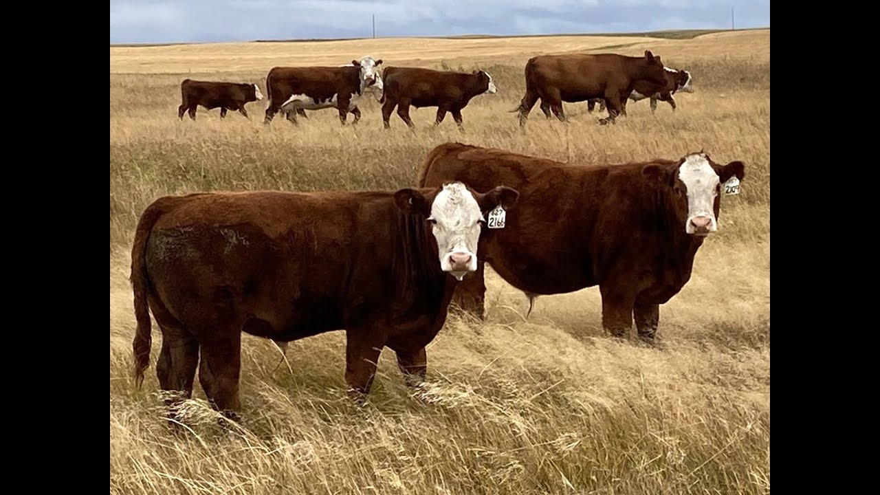 Jones Hereford Ranch 2022 Angus X Heifer Calves - YouTube