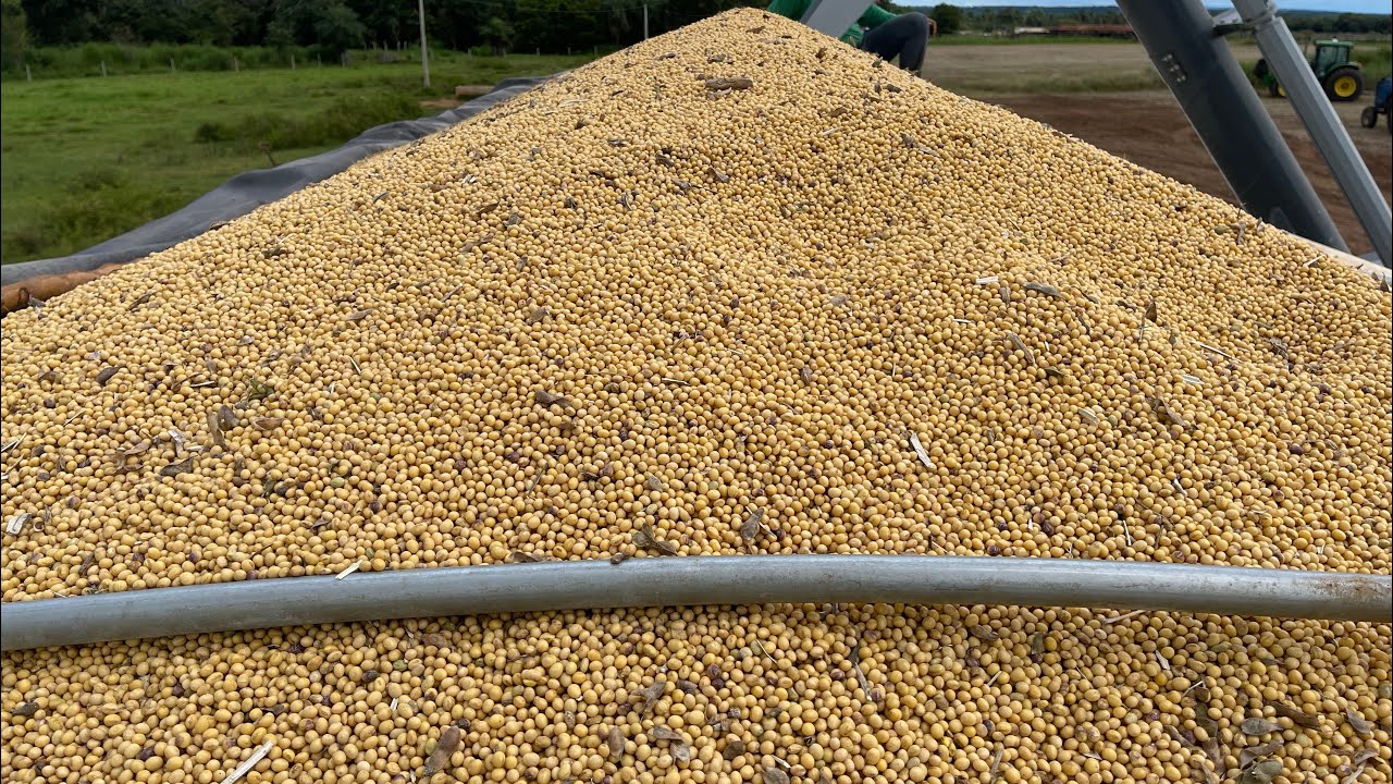 PRIMEIRO CARREGAMENTO DA SOJA DO BOLSA SILO . - YouTube