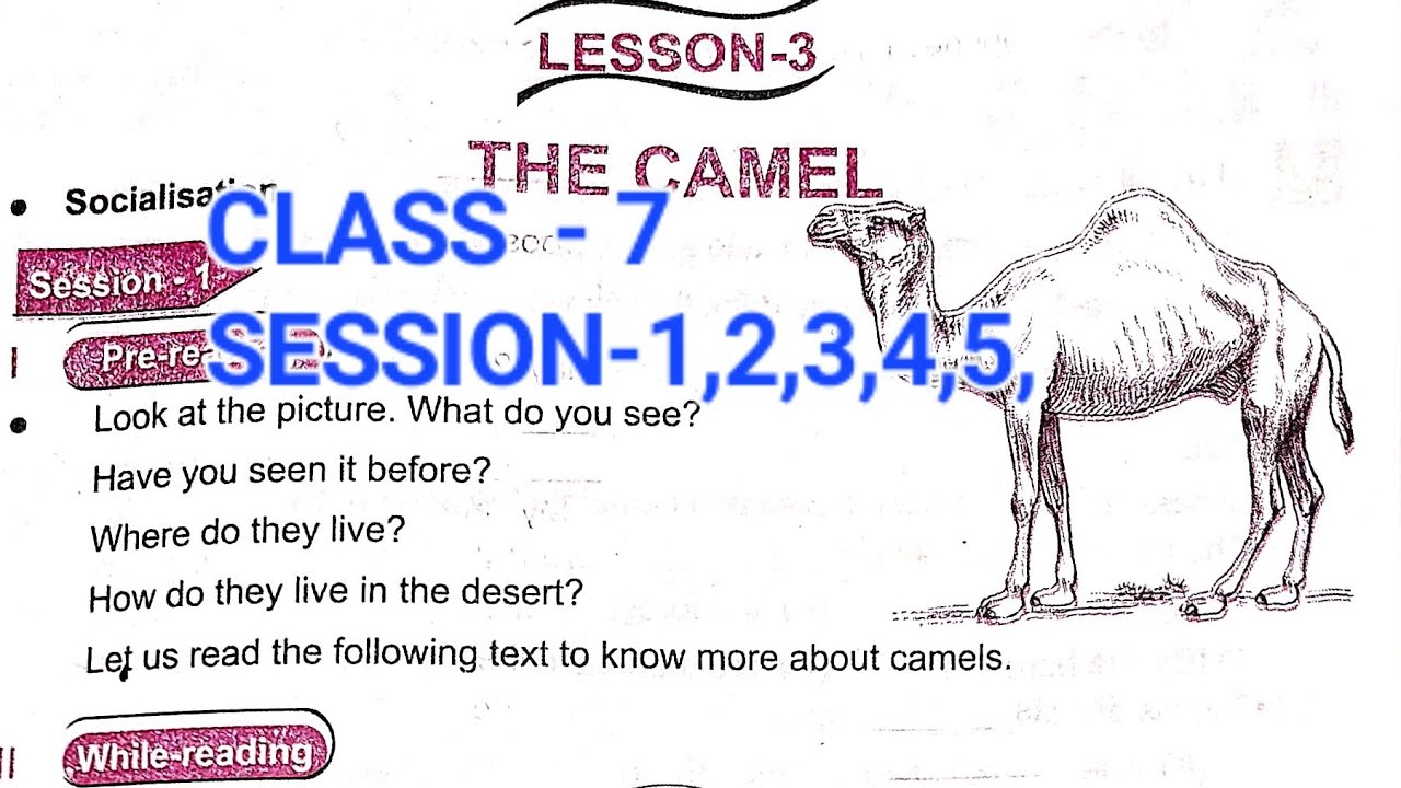 CLASS-7 || THE CAMEL(SESSION-1,2,3,4,5) QUESTIONS AND ANSWERS - YouTube