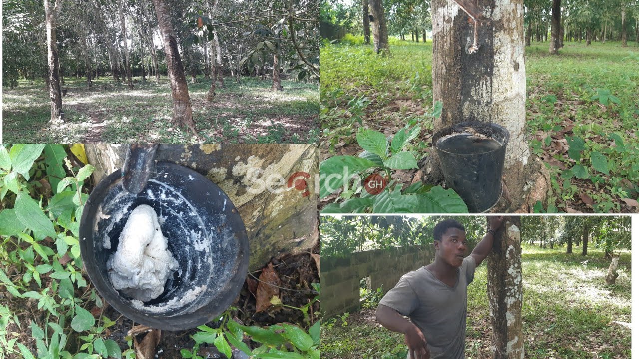 A Visit To One Of Ghana's Rubber Farms In The Western Region - YouTube