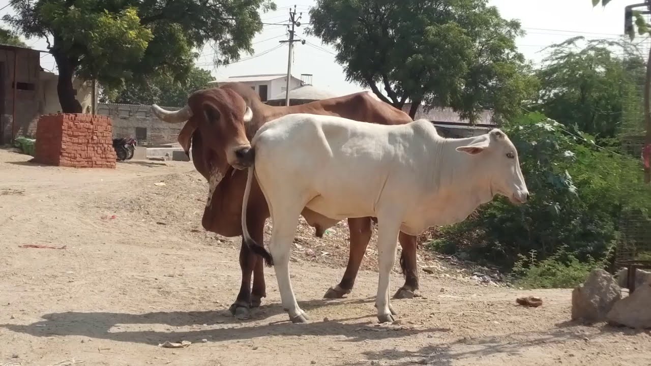 hot cow meeting new 2021 - YouTube