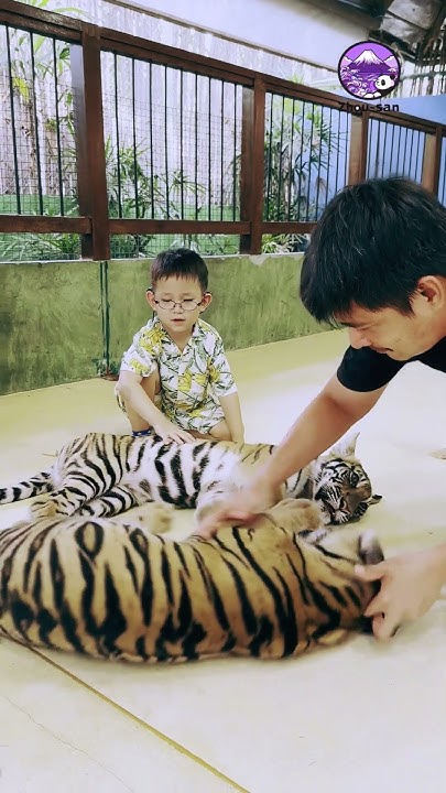 Adorable Boy Cuddles with Cute Baby Tigers 萌男孩與兩隻小老虎的溫馨互動 #animals #babytiger #animallover # ...