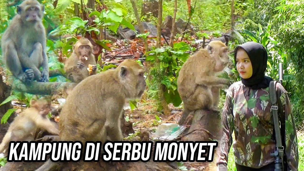 EKSEKUSI ...RAJA MONYET PENGHUNI GOA SILUMAN NGAMUK DI KAMPUNG TAK TEGA ...