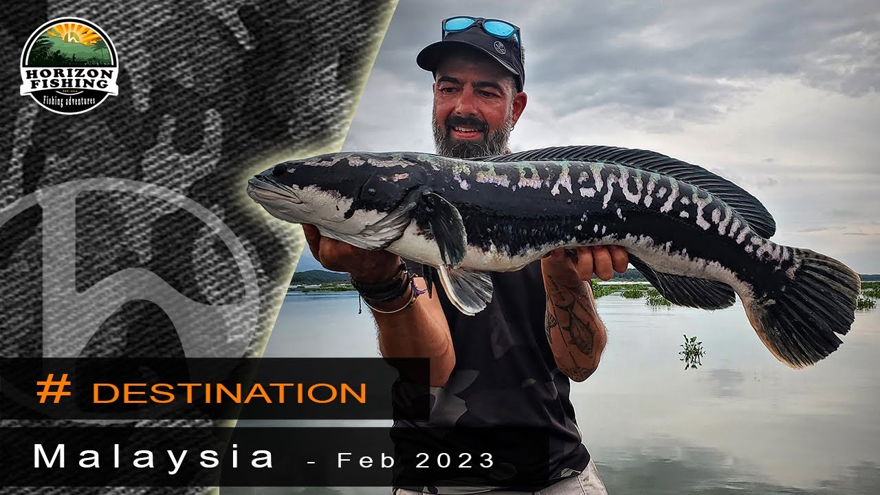 Malaysia Feb 2023 : Giant Snakehead Toman fishing - YouTube