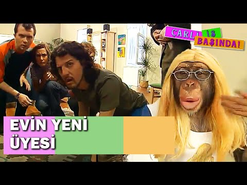 Cilvenaz'ın Dönüşü Muhteşem Oldu! - Çarli İş Başında 14.Bölüm