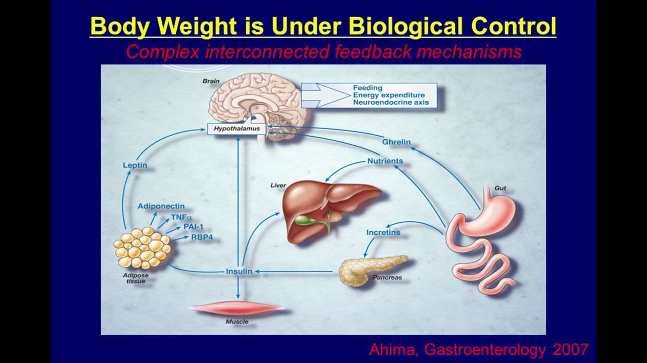 David Ludwig, MD, PhD -- Which Comes First: Overeating or Obesity? - YouTube