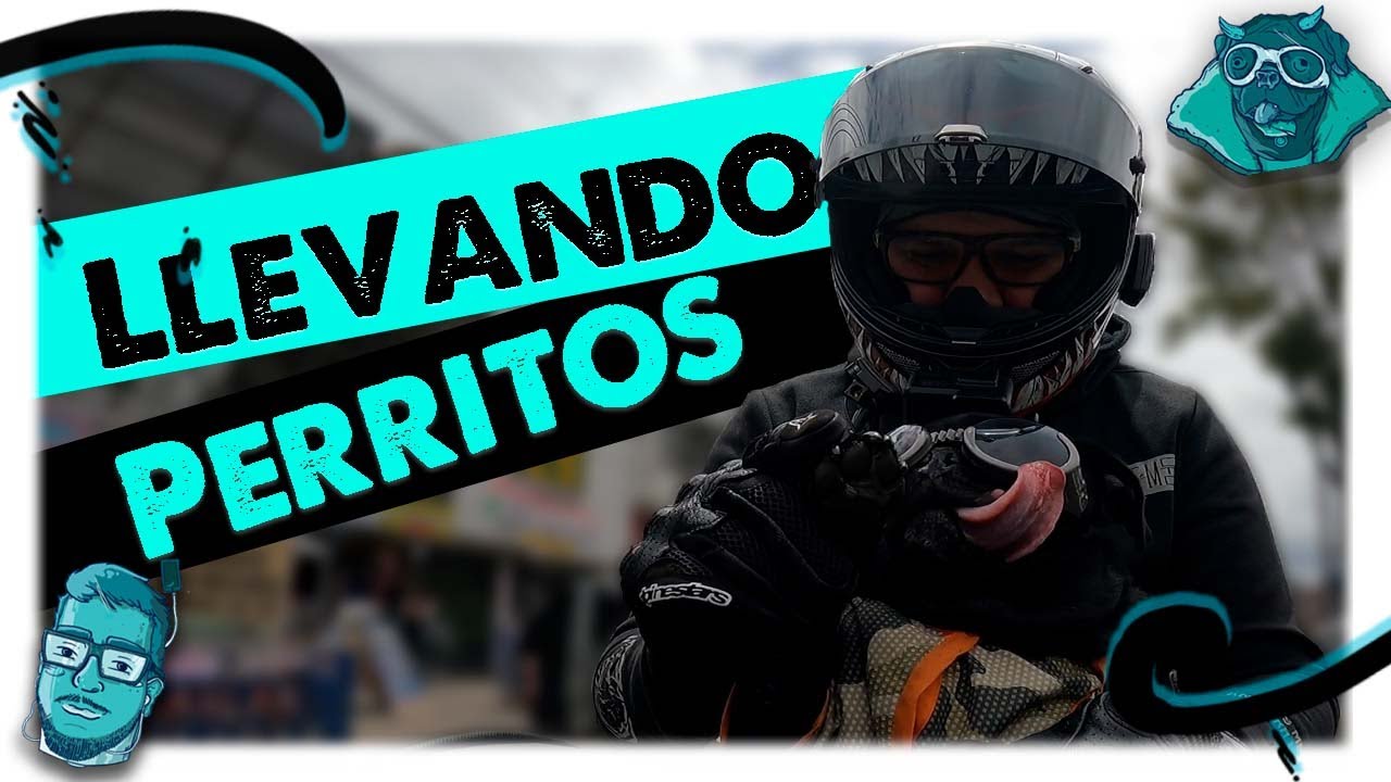 🐶 Como llevar a tu perro en la moto 🐶 - 😍 Compañeros Moteros 🤓 - YouTube