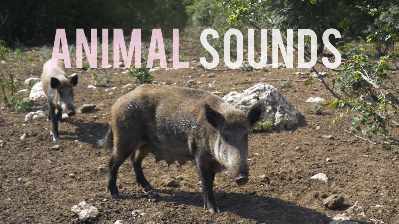Lovely Animal Sounds: Deer, buffalo, dog and others - YouTube