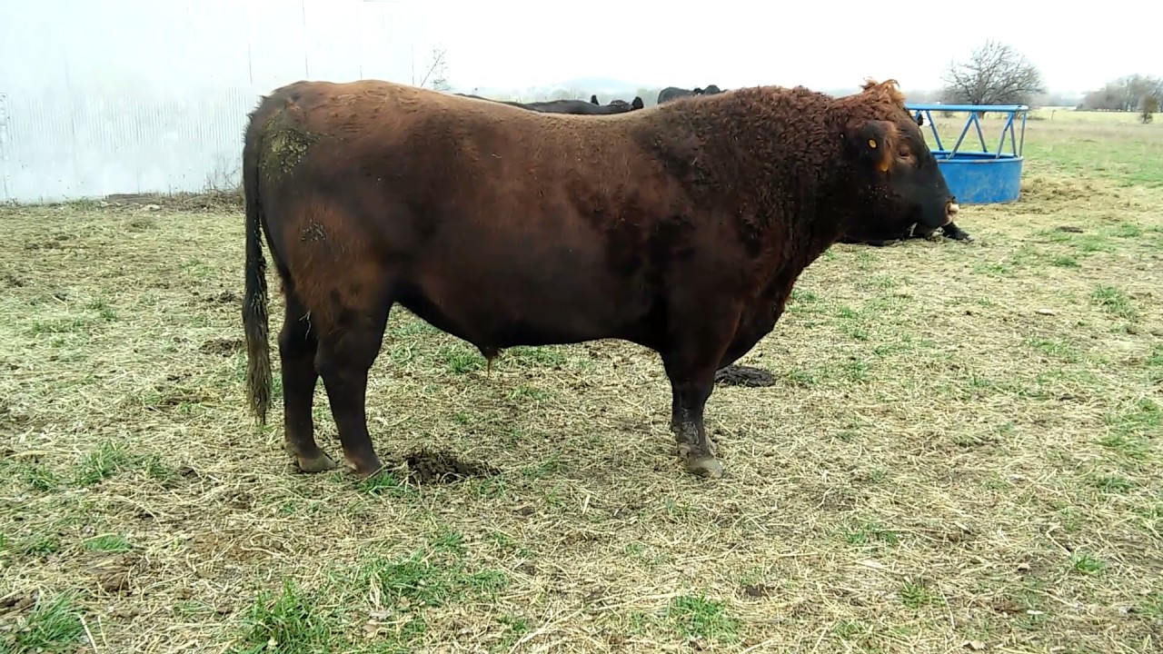 Petting a HUGE Red Angus Bull - YouTube