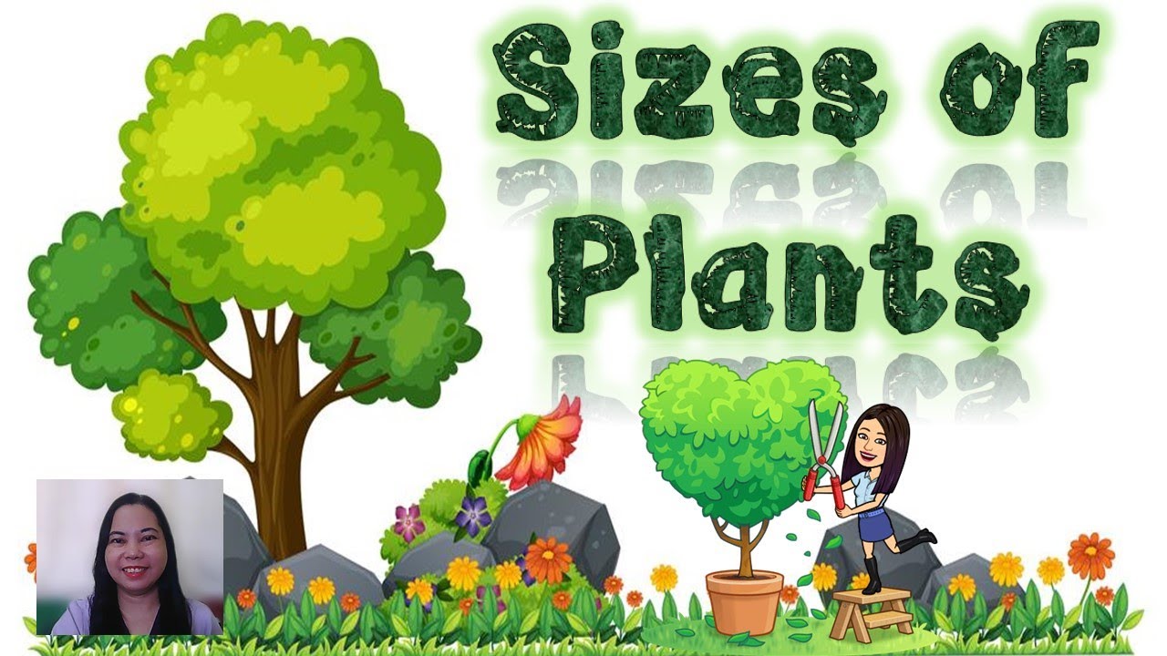 Sizes of Plants | Plants | Trees | Shrubs | Herbs | Teacher Beth Class ...