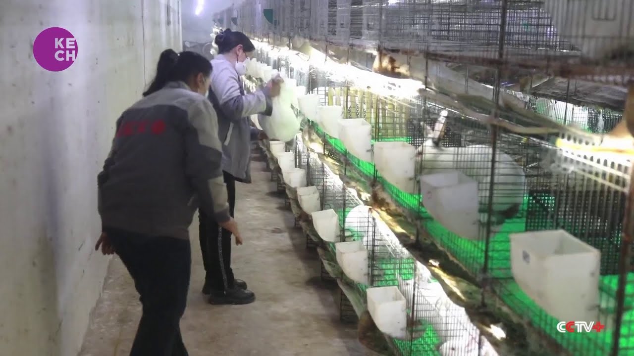 Farmers hop to rabbit farming in Xinjiang county - YouTube