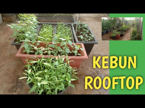 Kebun Rooftop | Kebun Atap Rumah - YouTube