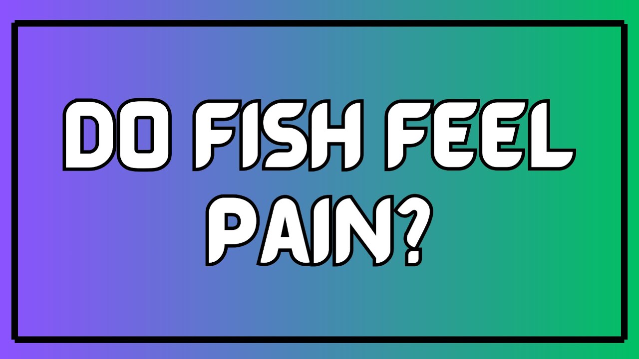 Do fish feel pain? - YouTube