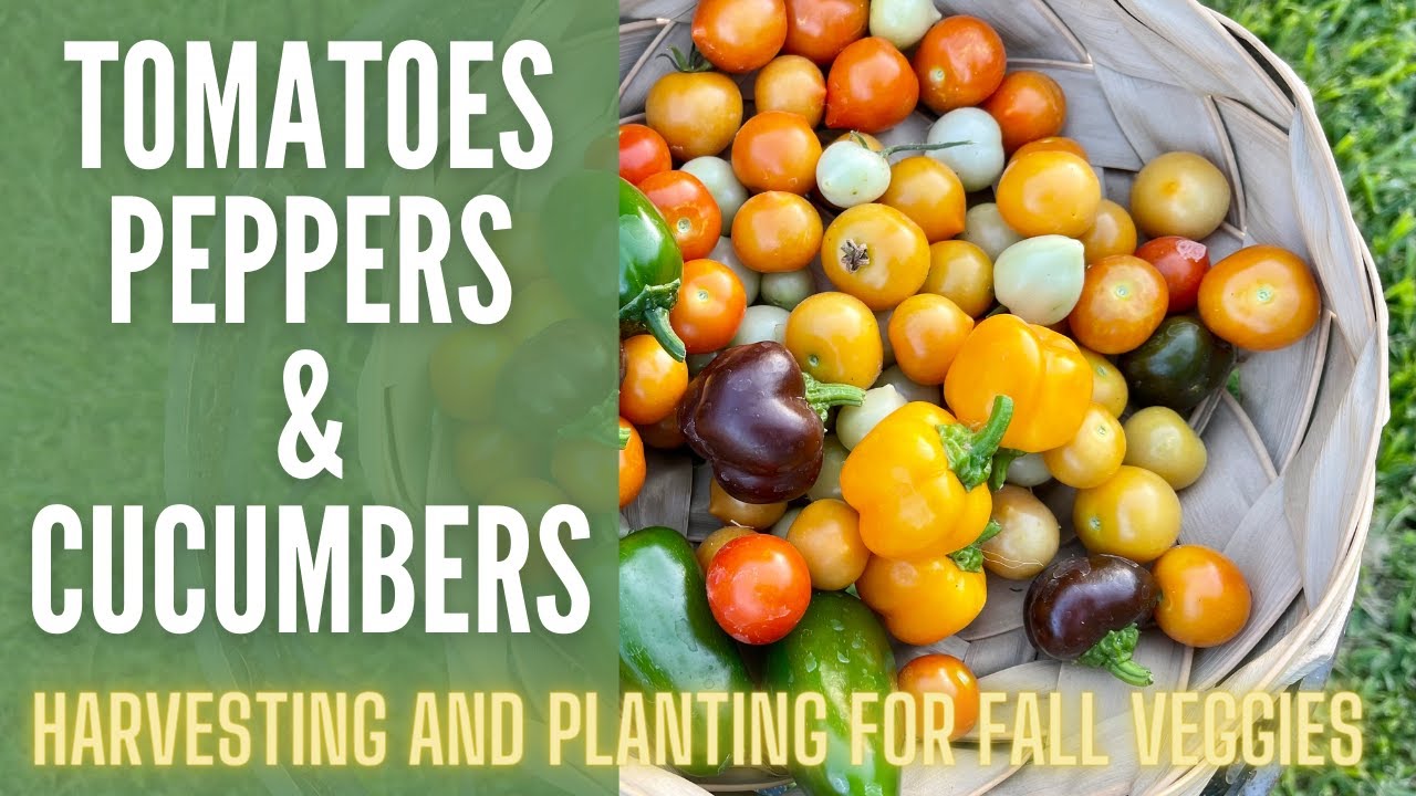 HARVEST & Planting Fall Tomatoes & Cucumbers 🍅🍅🍅 || Planting Fall ...