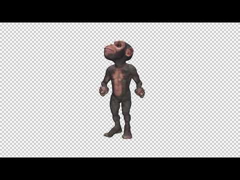 Dancing Monkey - Wild Chimpanzee - Loop - Alpha - YouTube