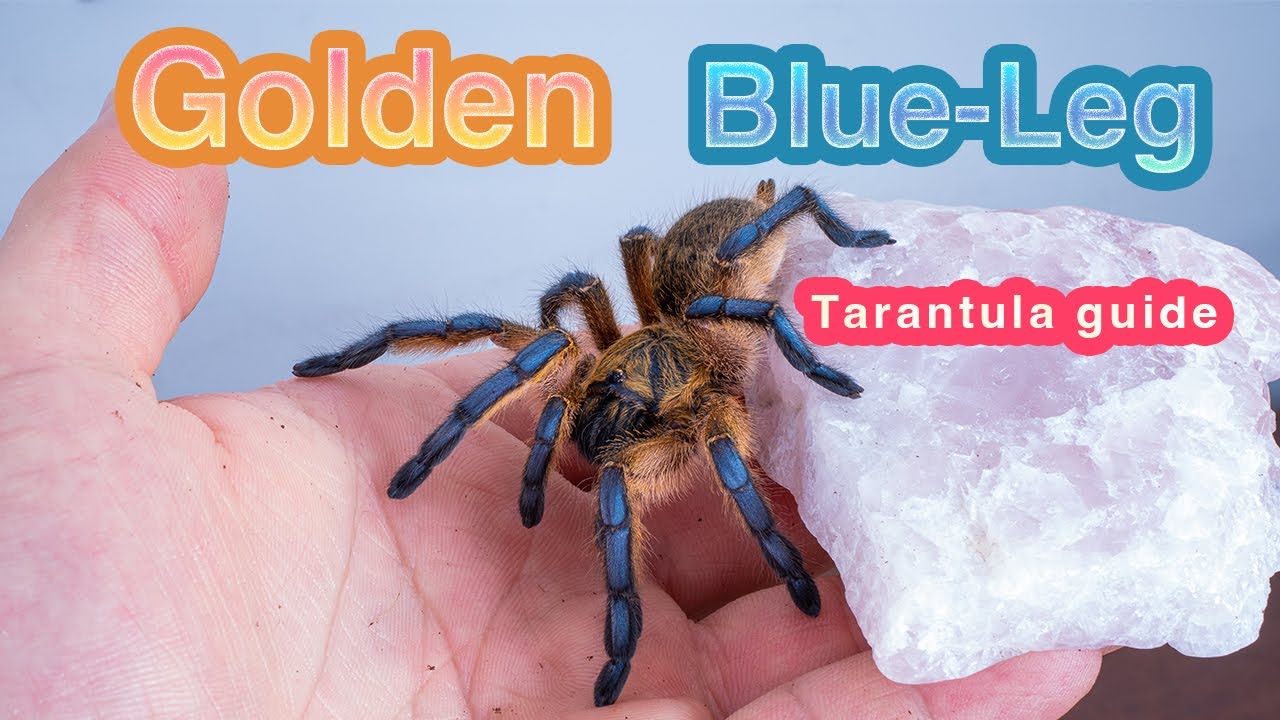 ULTIMATE GOLDEN BLUE LEG BABOON CARE GUIDE ! (Harpactira pulchripes ...