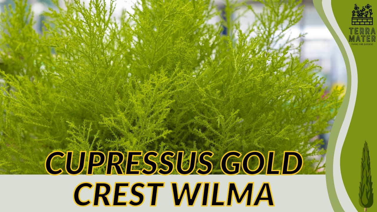 Exploring the Beauty of Cupressus Gold Crest Wilma (Cupressus ...