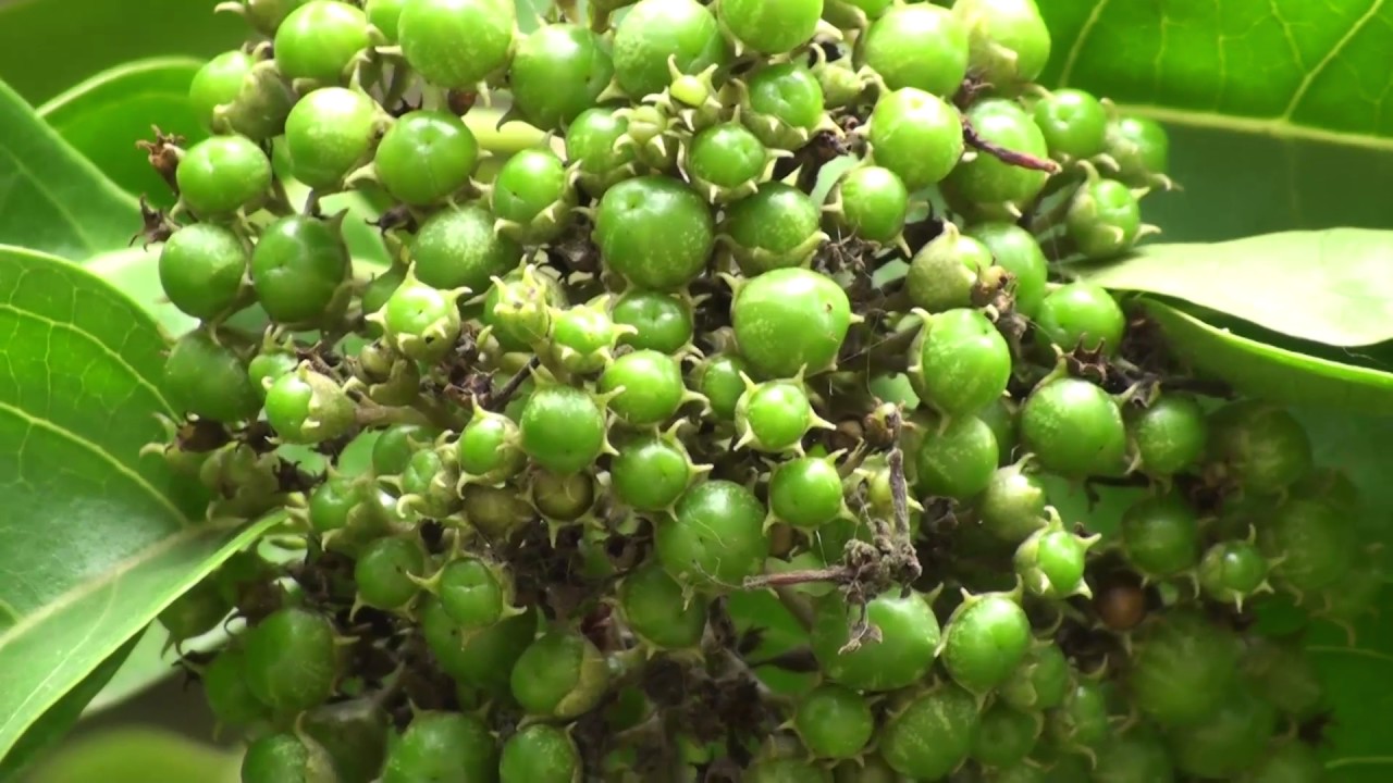 Clerodendrum glabrum - YouTube