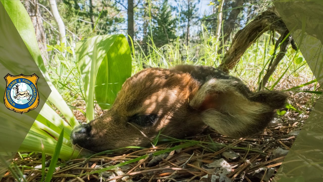 Hide Out with this Deer Fawn for a Minute - YouTube