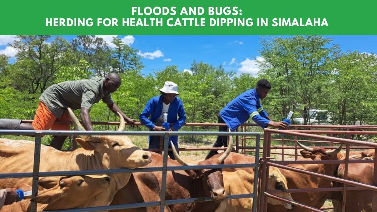 Floods and Bugs: Herding For Health Cattle Dipping in Simalaha - YouTube