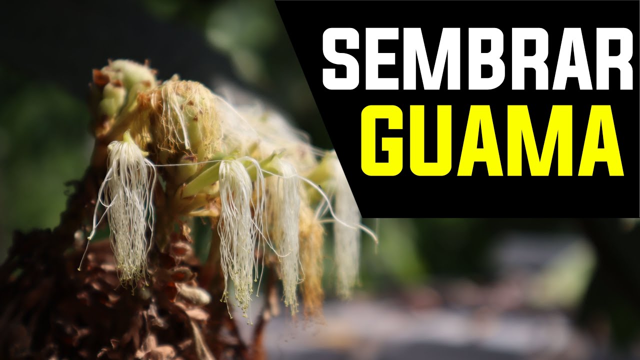 Como sembrar semillas de GUAMA | Tu Profe TV - YouTube