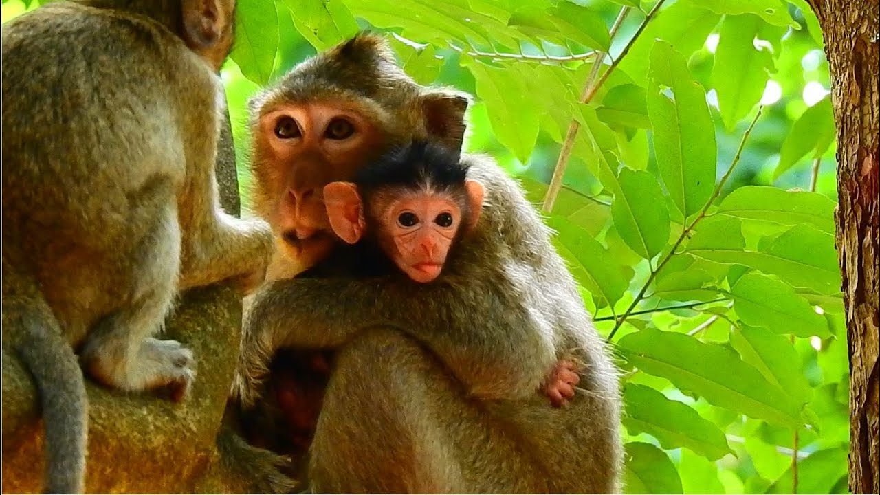 Baby Monkey Nathan Get Right Milk Flow But Still Weakness Not Yet ...