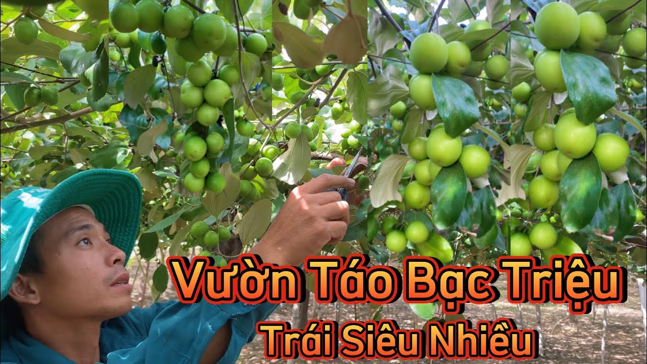 Vườn Táo Bạc Triệu Trái Siêu Nhiều Điểm Du Lịch Thú Vị Cho Ai Đam Mê ...