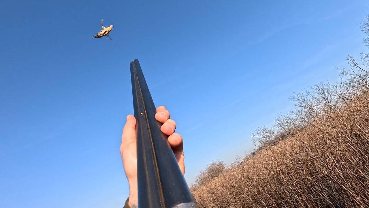 Phasant hunting in Hungary 2023 Lov bažantov Maďarsko 2023 - YouTube