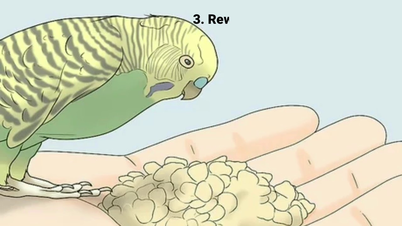 HOW TO GAIN YOUR BIRDS TRUST (Building Trust With The Step-Up Command ...