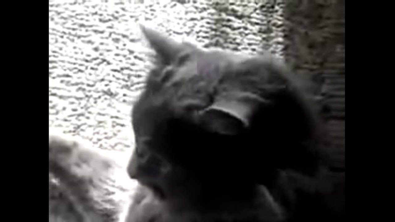 Yelling at cats REACTION! (FUNNY) - YouTube