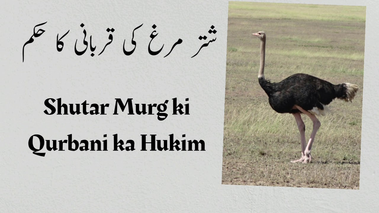 shutar murgh ki qurbani ka Hukum - Abdul Hadi - Ostrich Qurbani - YouTube