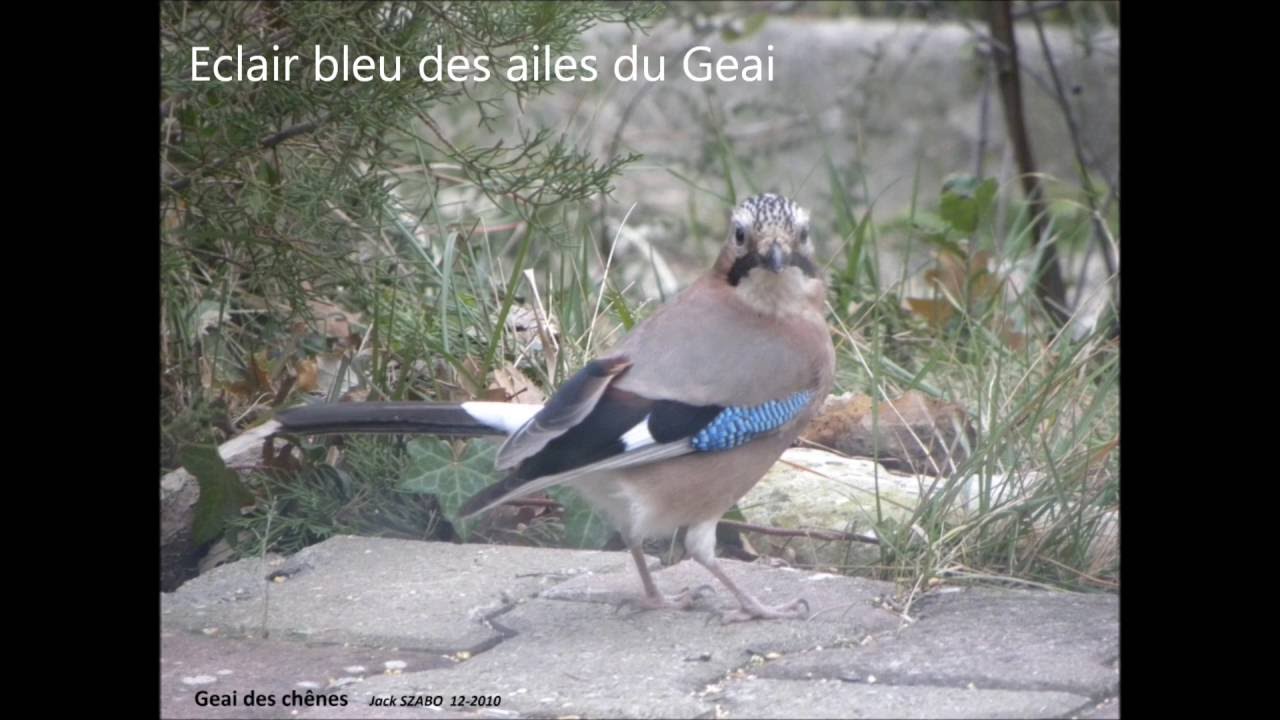 Oiseaux en jardin d'Hiver.wmv - YouTube