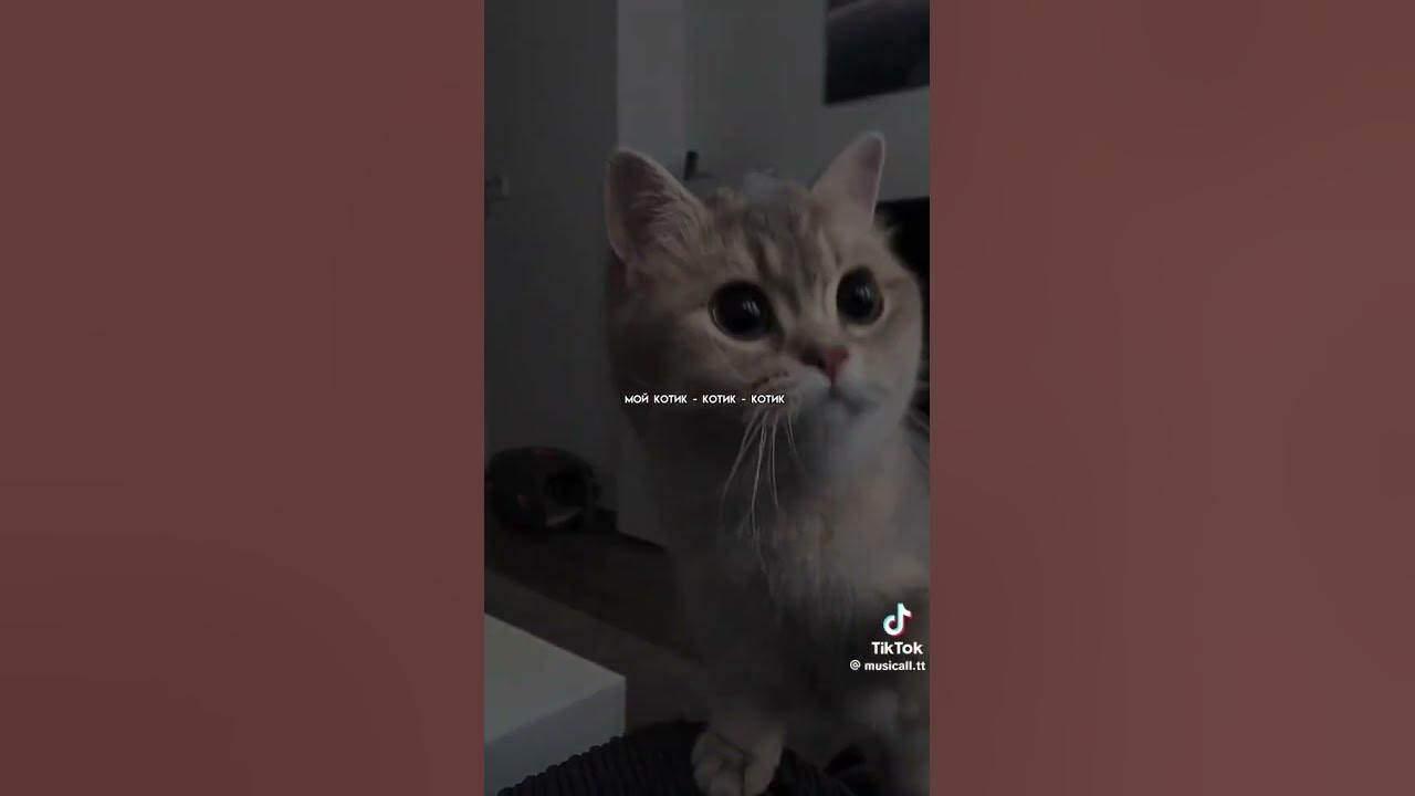 котик 🥰🥰🥰😻 - YouTube